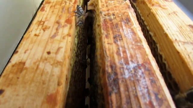 результат зимовки пчел на воле в улье ППУ, с закрытым сетчатым дном и без верхней вентиляции в улье