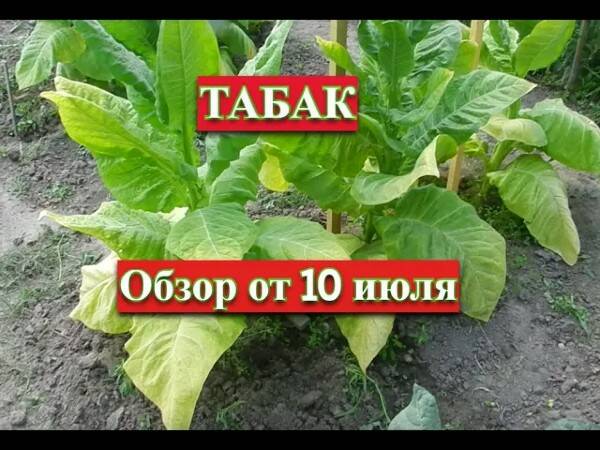 Выращивание табака 2021 обзор от 10 июля часть 10