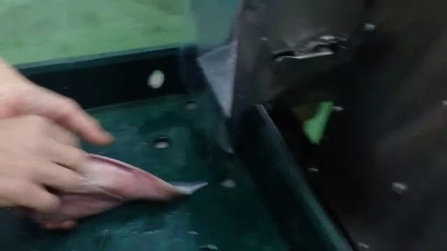 Автоматическая линия филетирования сельди и скумбрии.