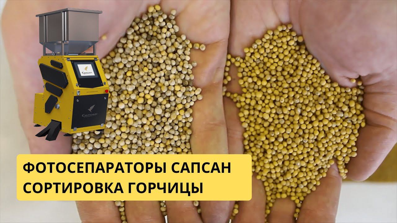 Сортировка и очистка горчицы на фотосепараторе Сапсан