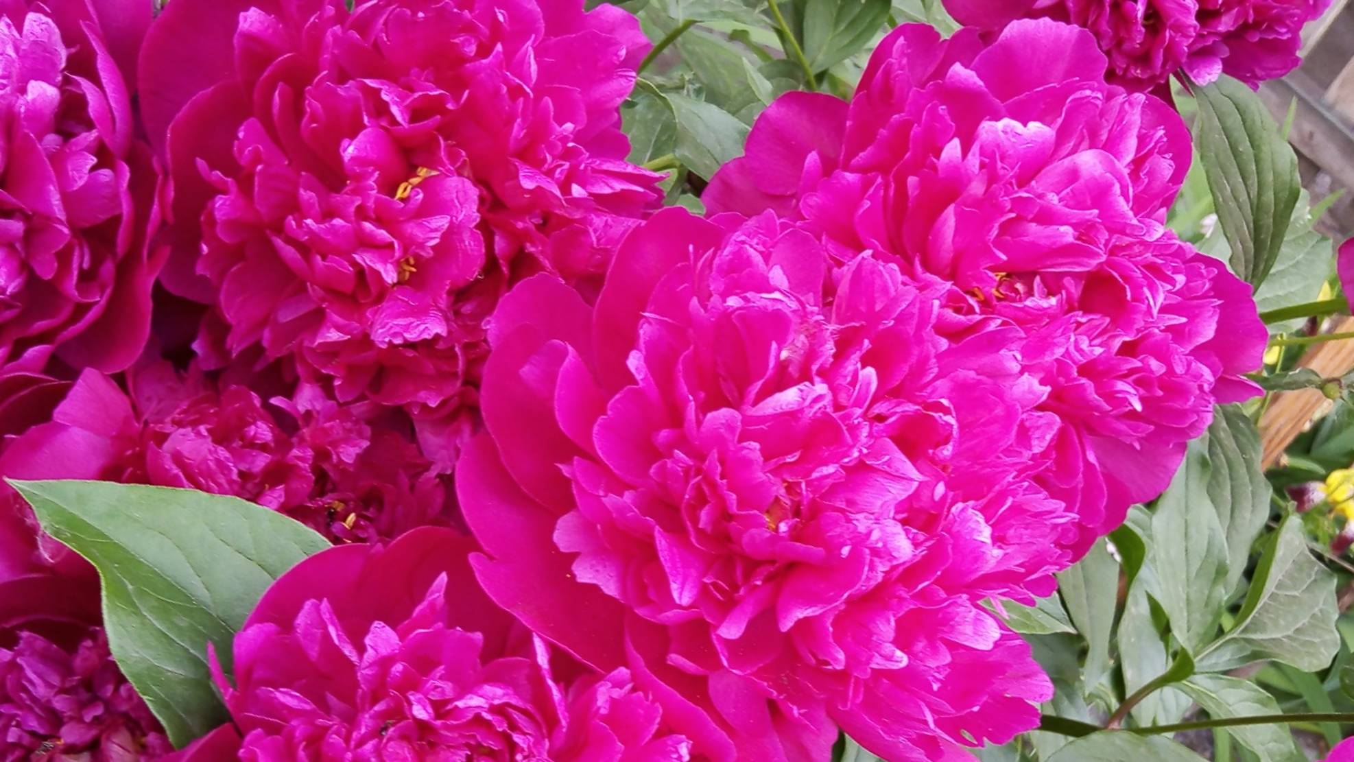 ИЮНЬСКОЕ ЦВЕТЕНИЕ ПИОНОВ в СИБИРИ