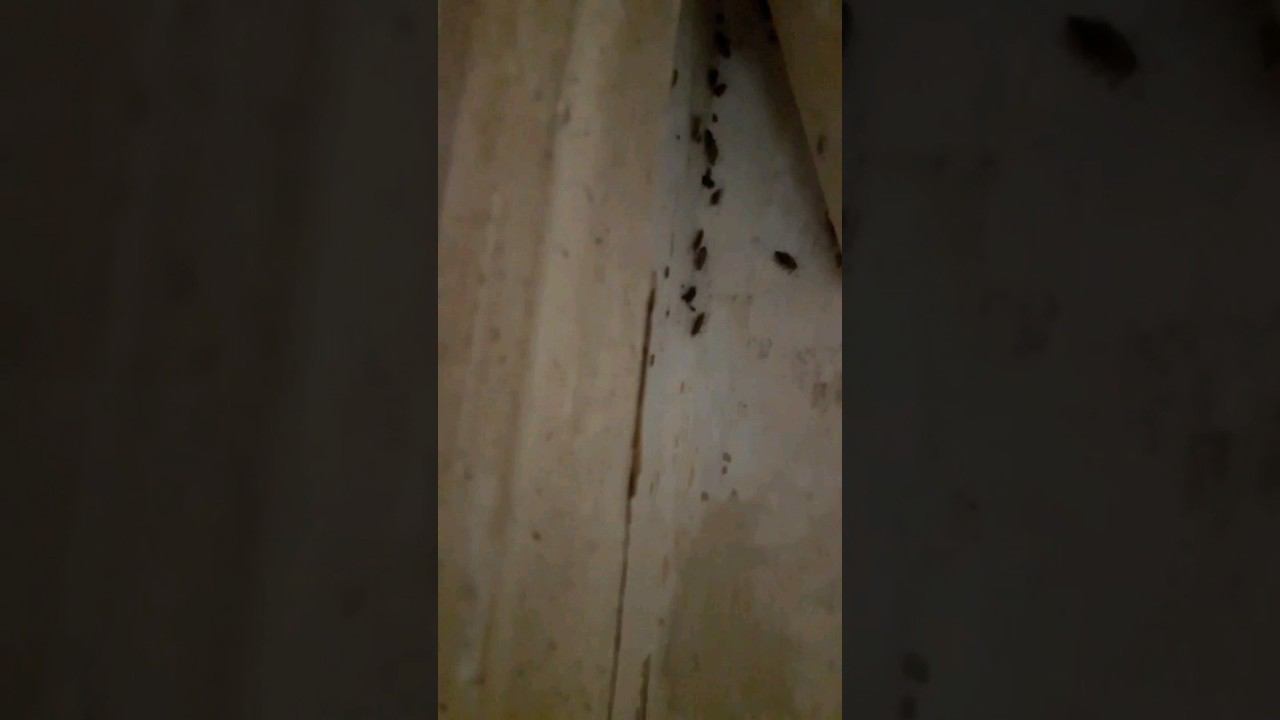 Тараканы под обоями|Подпишись | #тараканы #тараканывквартире