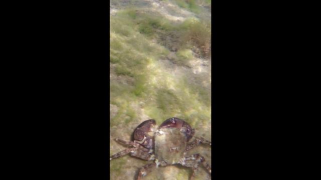 Краб настойчивый!!!