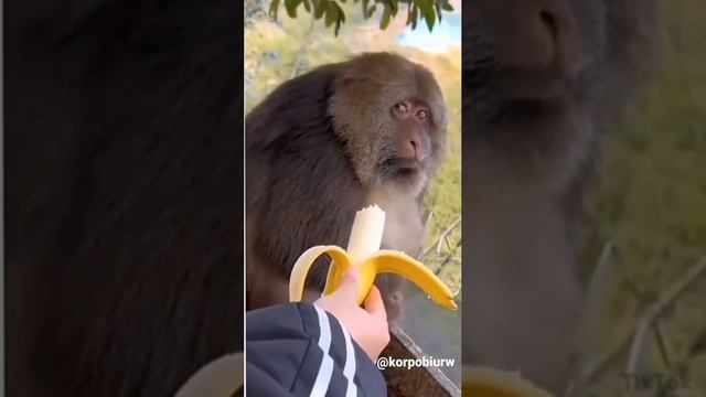 ?подозрительный тип, не буду брать у него банан?