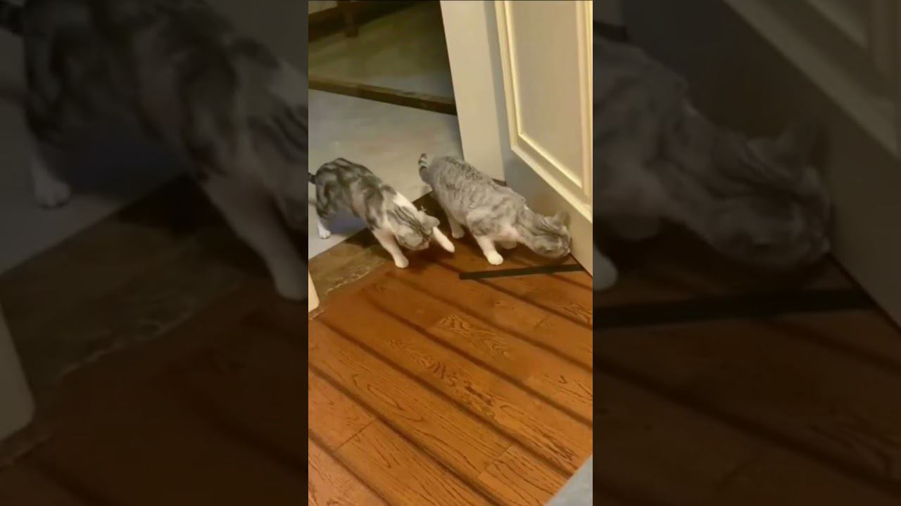 Смешные животные/ Ловись рыбка... #shorts #животные #кошки #собаки  #животные