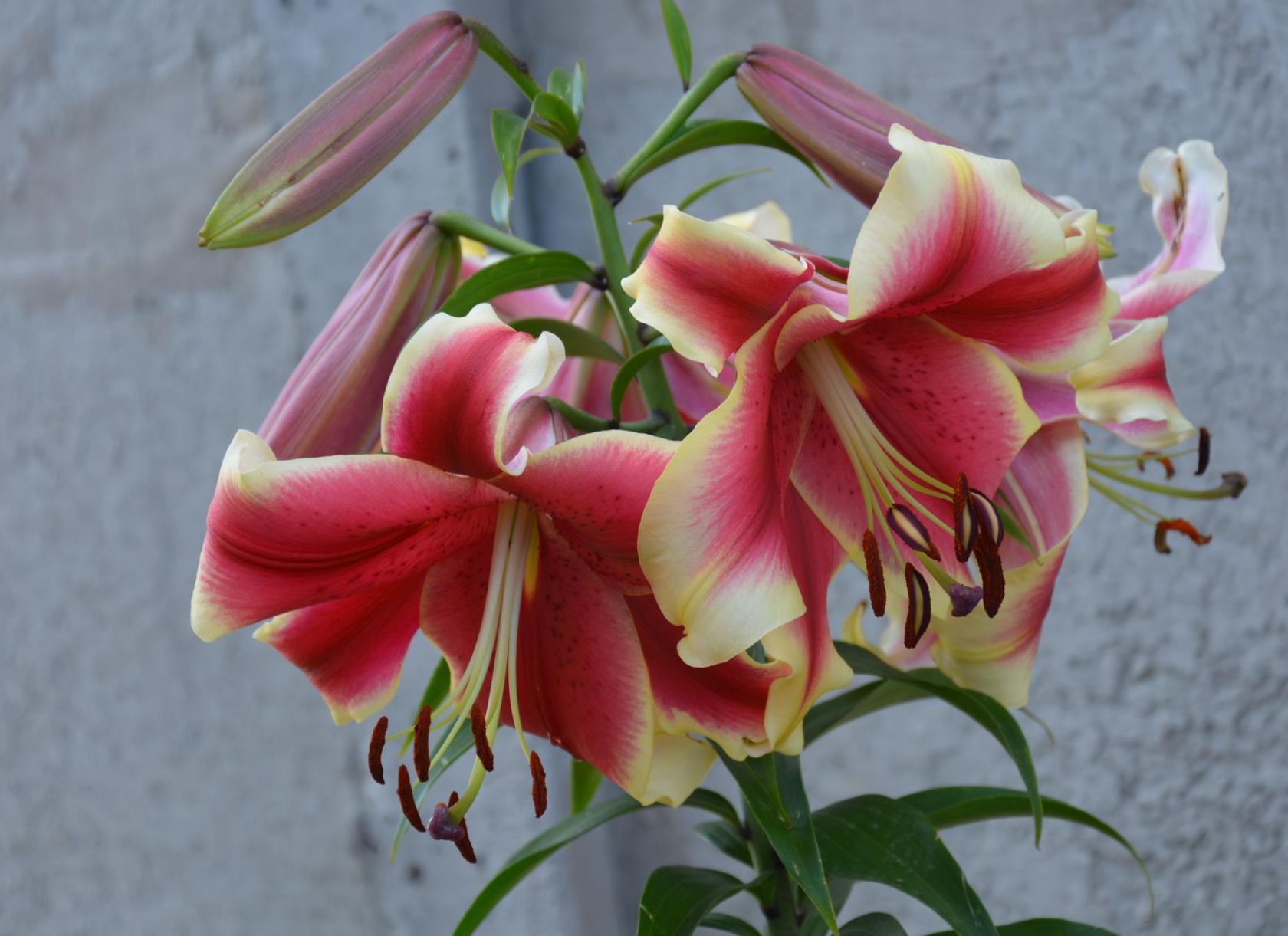 Лилия. Красавице нет равных