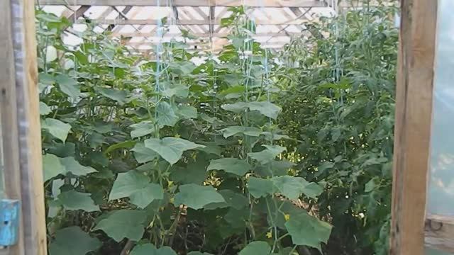 Огурцы в июле. Сбор урожая.