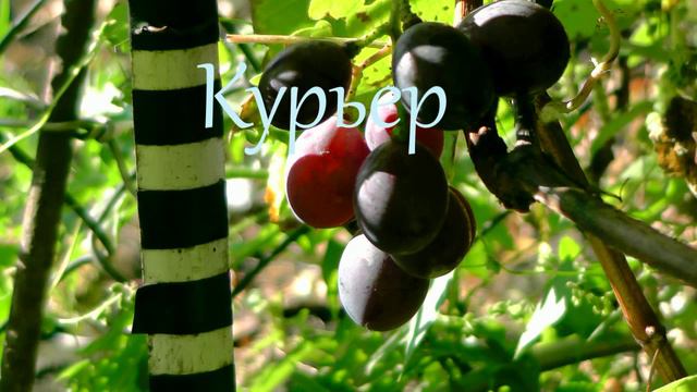 Виноград будущего.