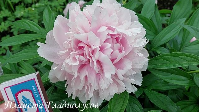 Пионы в саду Пион Гильберт Бартело Gilbert Barthelot