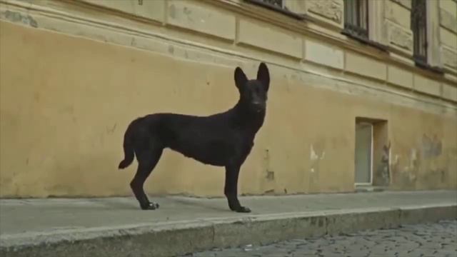 ?Лучшие смешные ПРИКОЛЫ ? #16