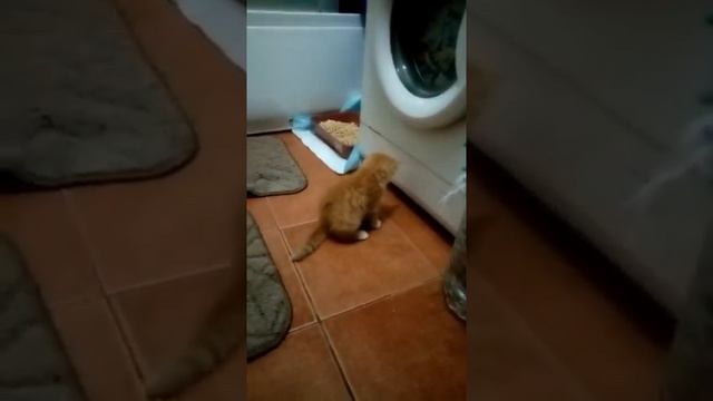 Рыжая хулиганка. Про котов. Смешные коты.