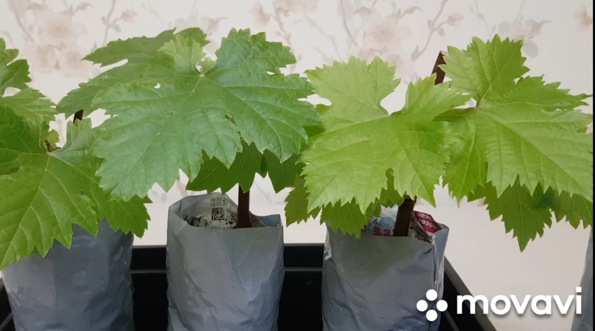 5. Саженцы винограда 31.03.2023 г. Обработка от трипсов.