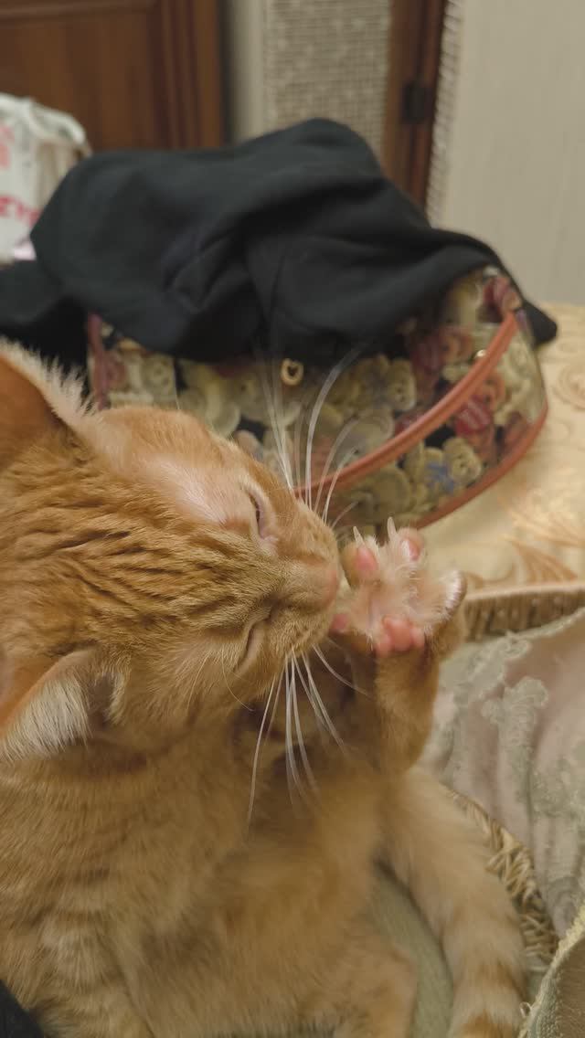 Наш кот полностью доверяет