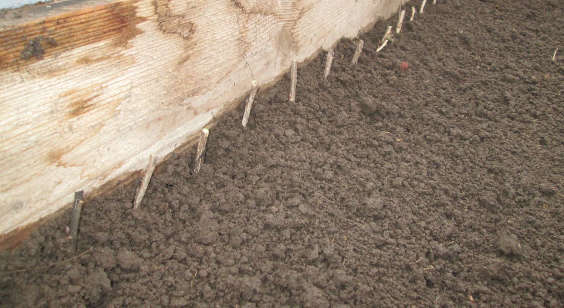 Черенки в теплице