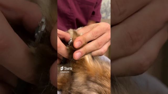 Как подстричь когти кролику.