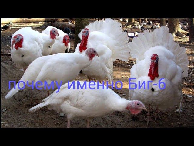 за шесть месяцев 25 кг мяса отличного качества//почему я стала держать индюков Биг-6