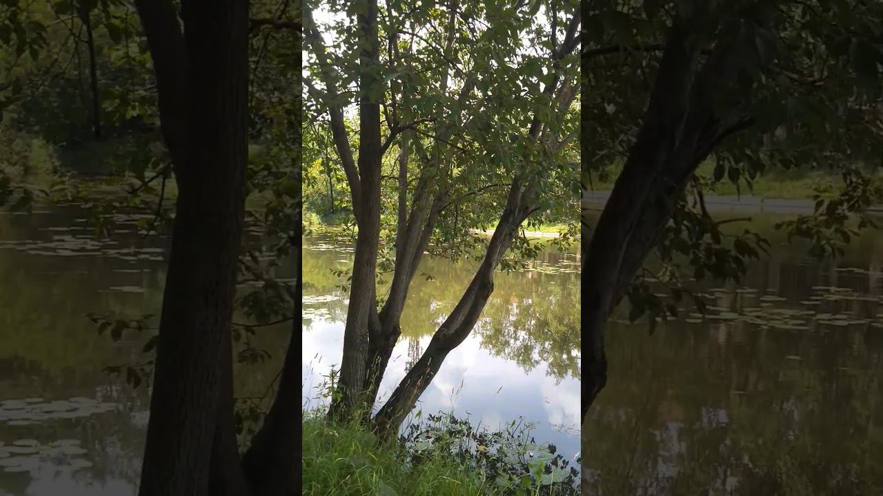 Тимирязевский парк, Академические пруды, 05 июля 2024. Фото Илья Химич LukBigBox.