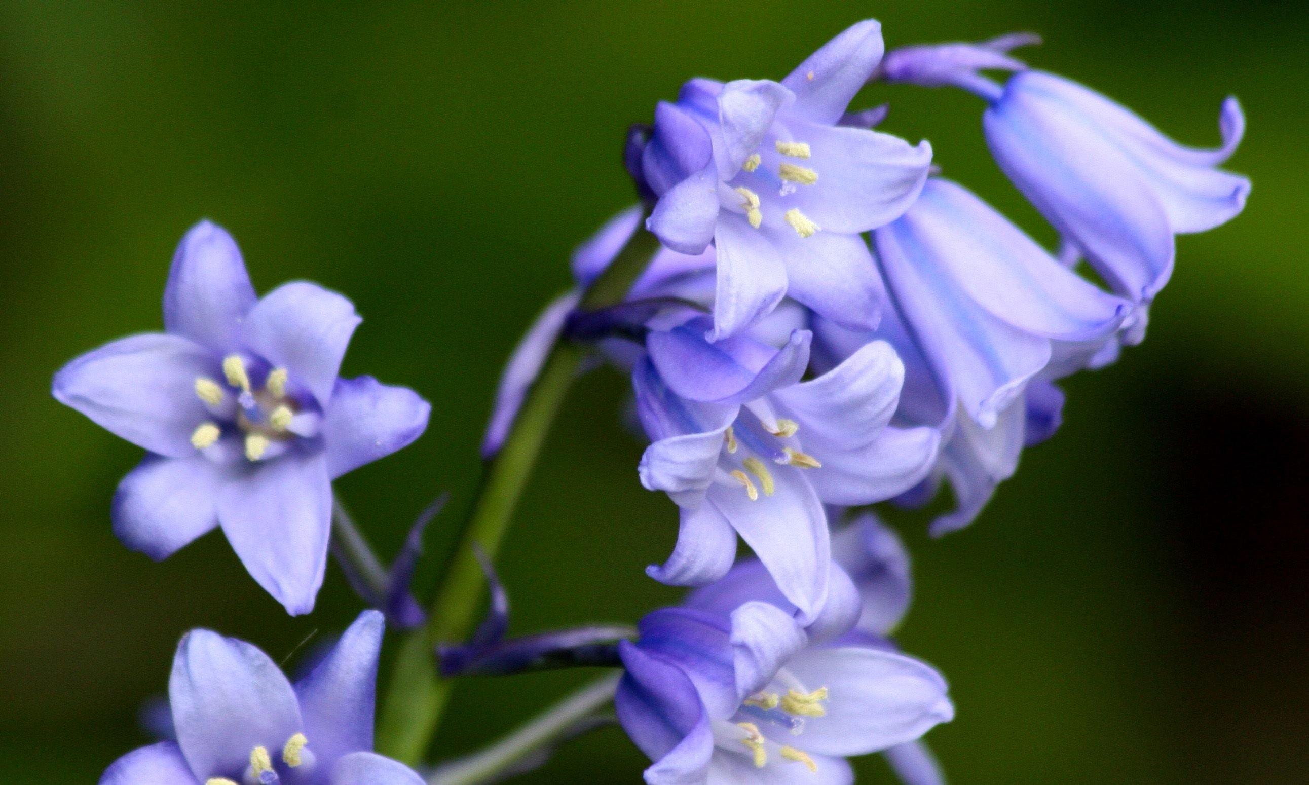 Бубенчик (Аденофора) РЕЛАКСТЕРАПИЯ ВАЛЬС ИМПРОВИЗАЦИЯ композитор Виктор Анохин #instrumental #цветы