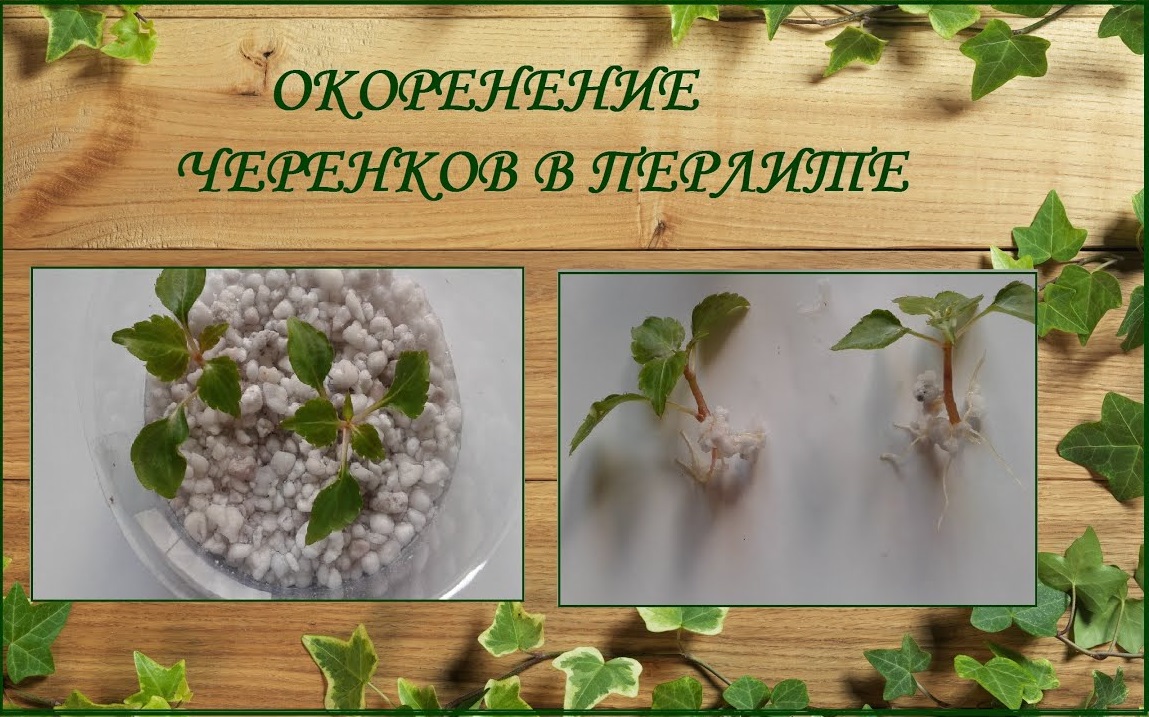 Окоренение черенков в перлите