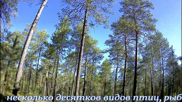 Югра, тайга