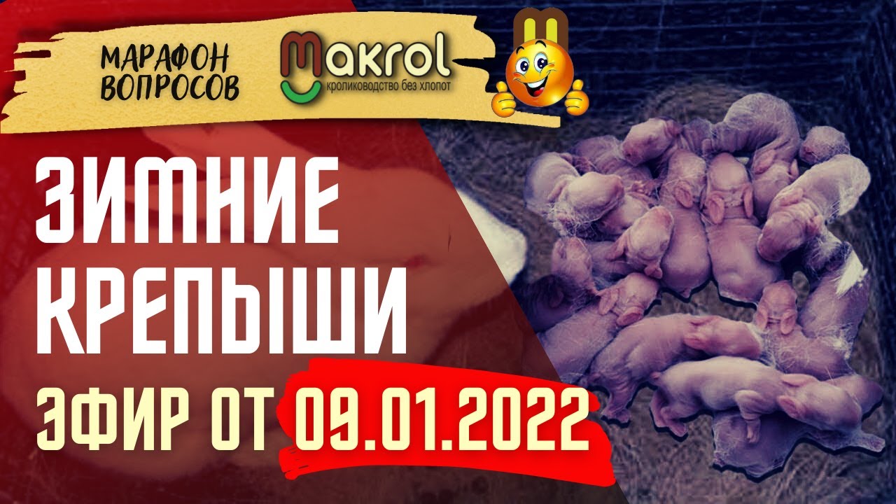 ?09.01.2022 Часть-1?Кролиководство ✅Субботний МАРАФОН ВОПРОСОВ Макляк Макрол.mp4