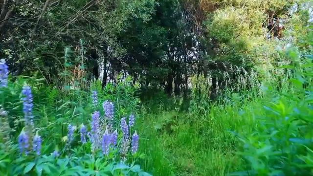 SAFARI - Ты мне никто