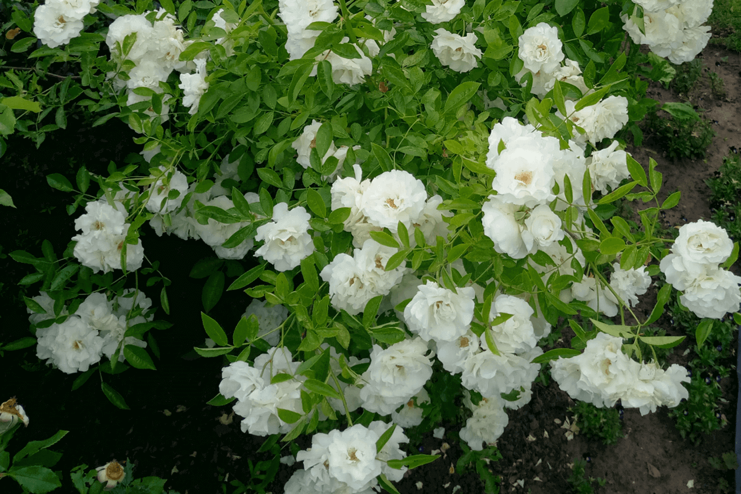 Роза без шипов (Rose without thorns)