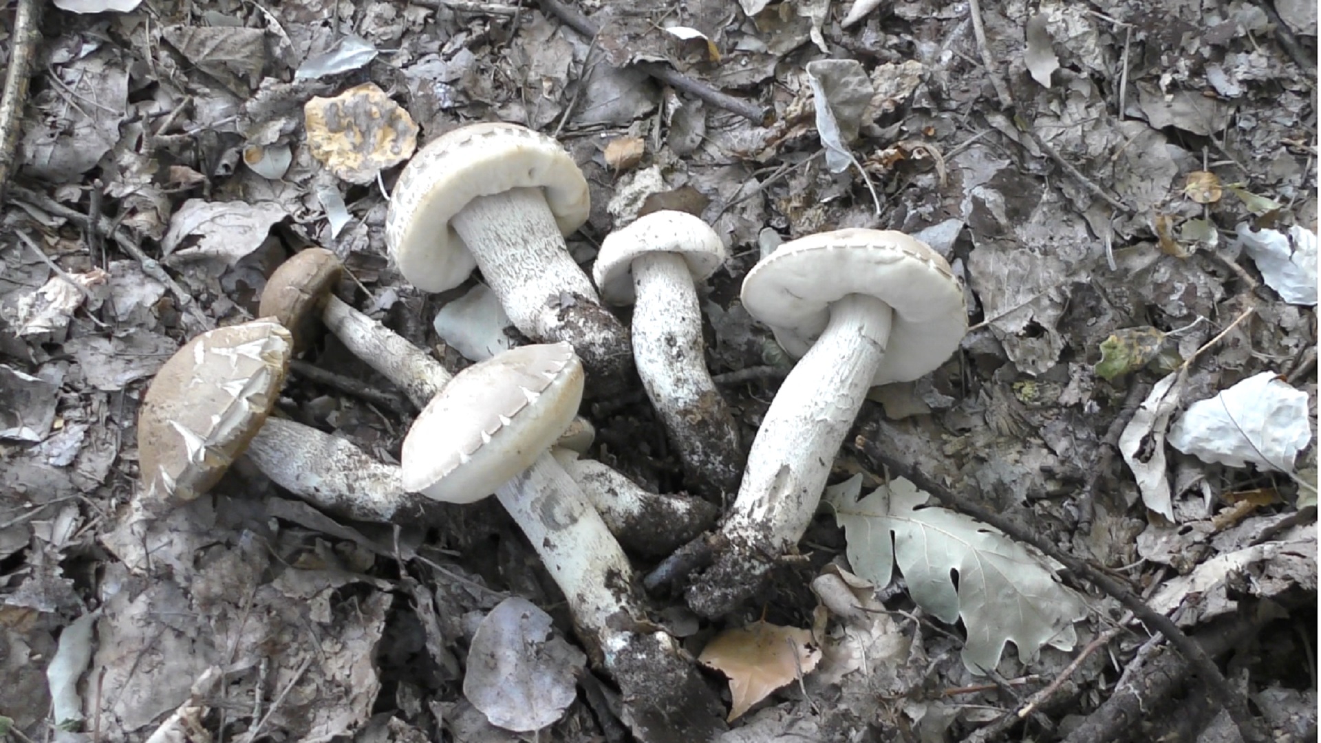 подосиновики и подберезовики 4к