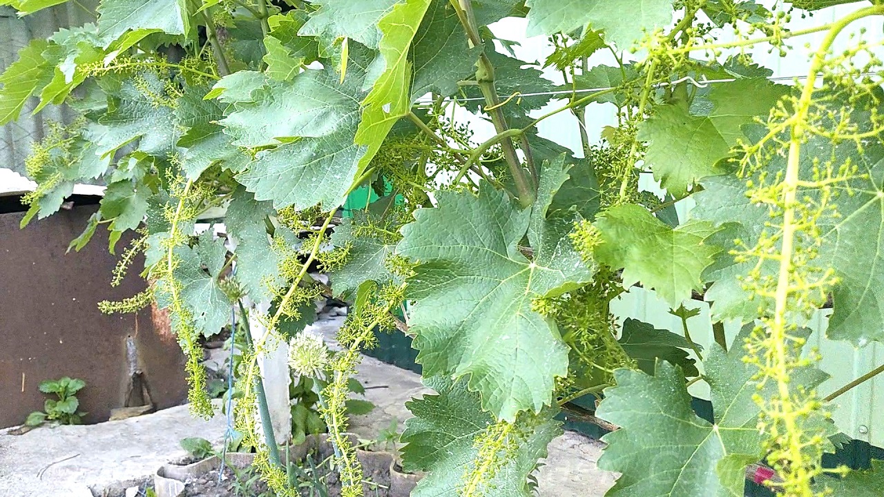 Обзор виноградника летом во время цветения.Виноградник во время цветения и что делать в это время.