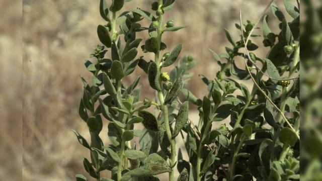 Видеопедия " Карантинных объектов" - Бузинник пазушный