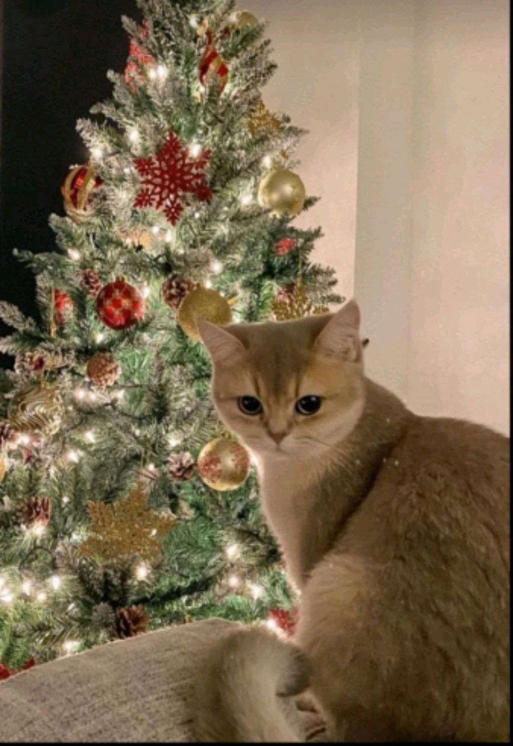 новогодний стрим