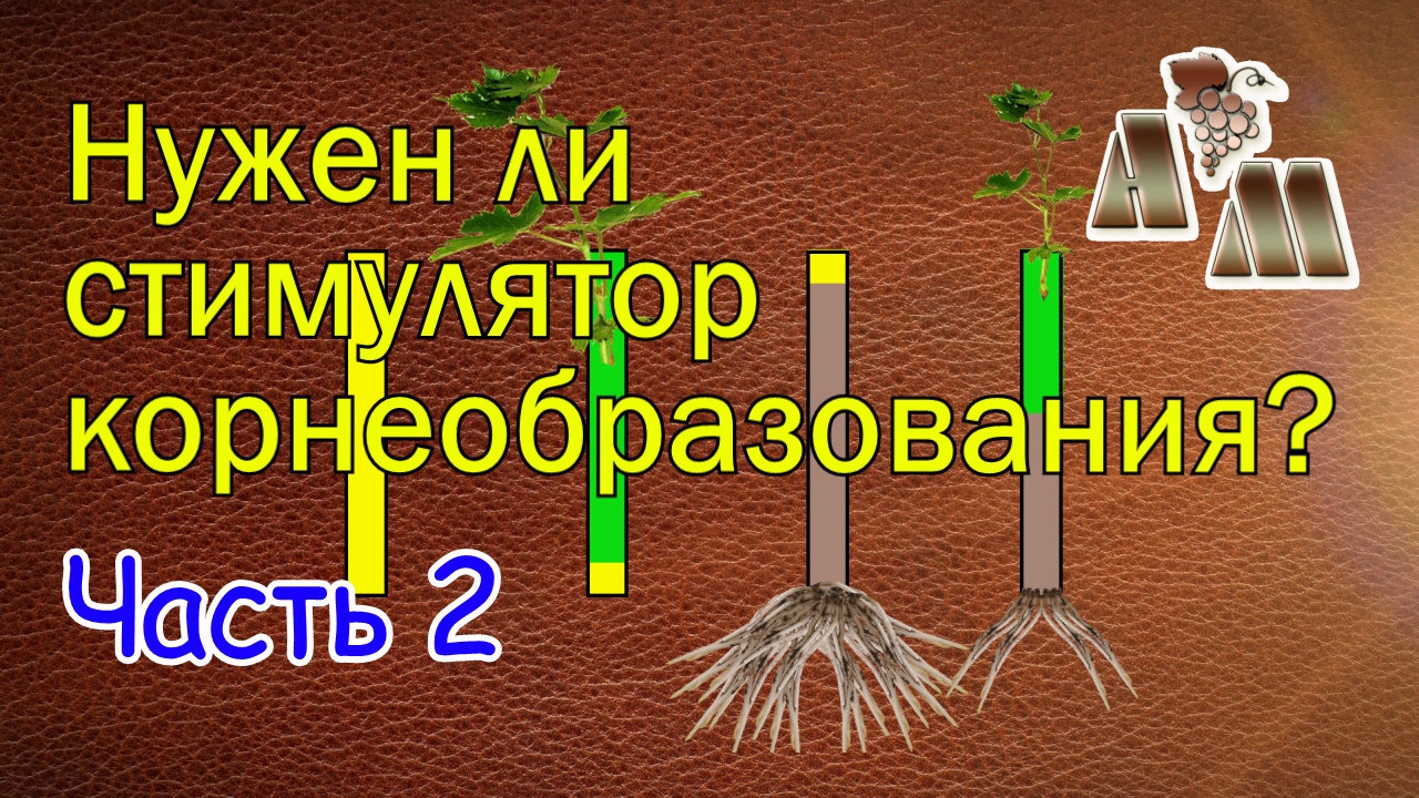 ? Нужен ли стимулятор корнеобразования для укоренения черенков винограда? Часть 2