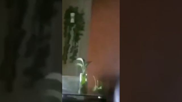 Если вам скучно жить - просто заведите кота.