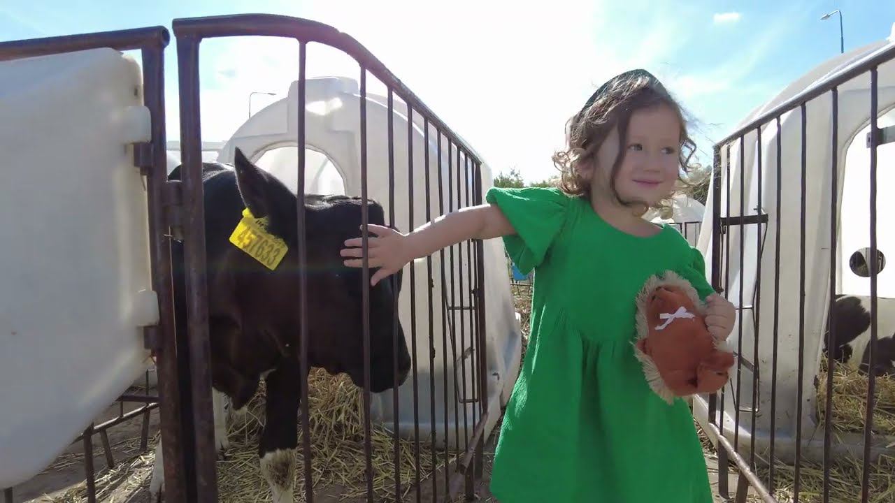Проект Анна Николаевна - 3 года. 4 месяца. Медынь. Телята на Ферме ЭкоНива.