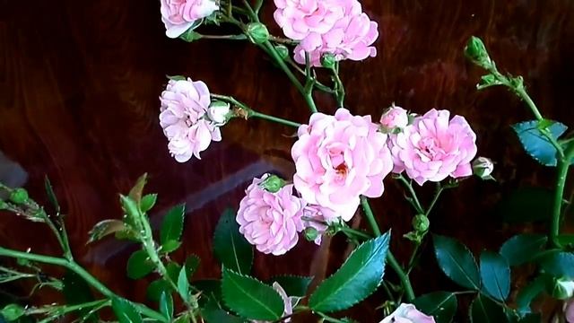 Видео записано на цифровой фотоаппарат SAMSUNG DV150F  Video recorded on a digital camera.mp4