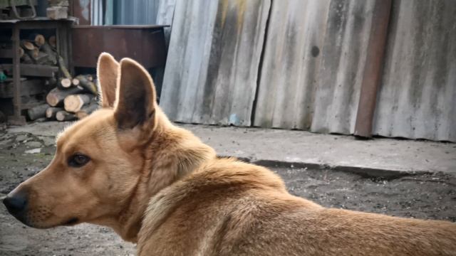 Оранжевый пёс Часть первая)