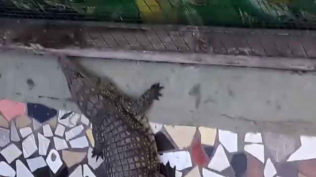 #Экскурсия #крокодиловая ферма Анапа
Крокодилы умные хитрые  терпеливые животные, жить бы им на воле