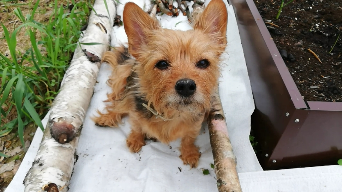 Весенние зарисовки 2020 / Первый выезд Маси на дачу.