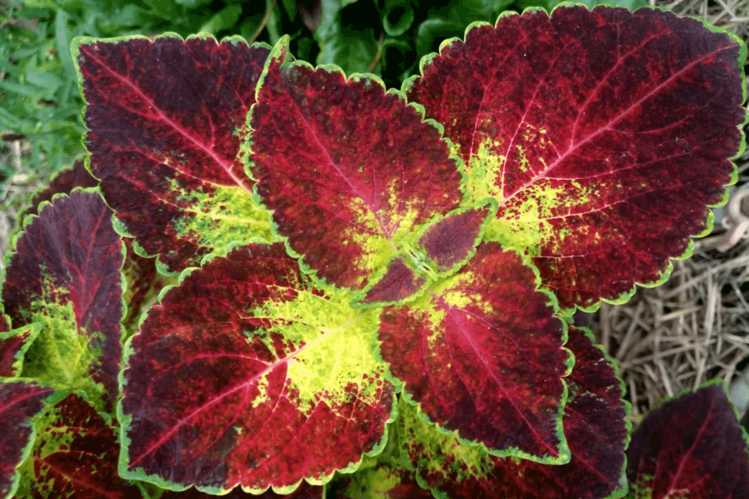 Колеус гибридный "Кона Ред" (Coleus hybridus "Kona Red")