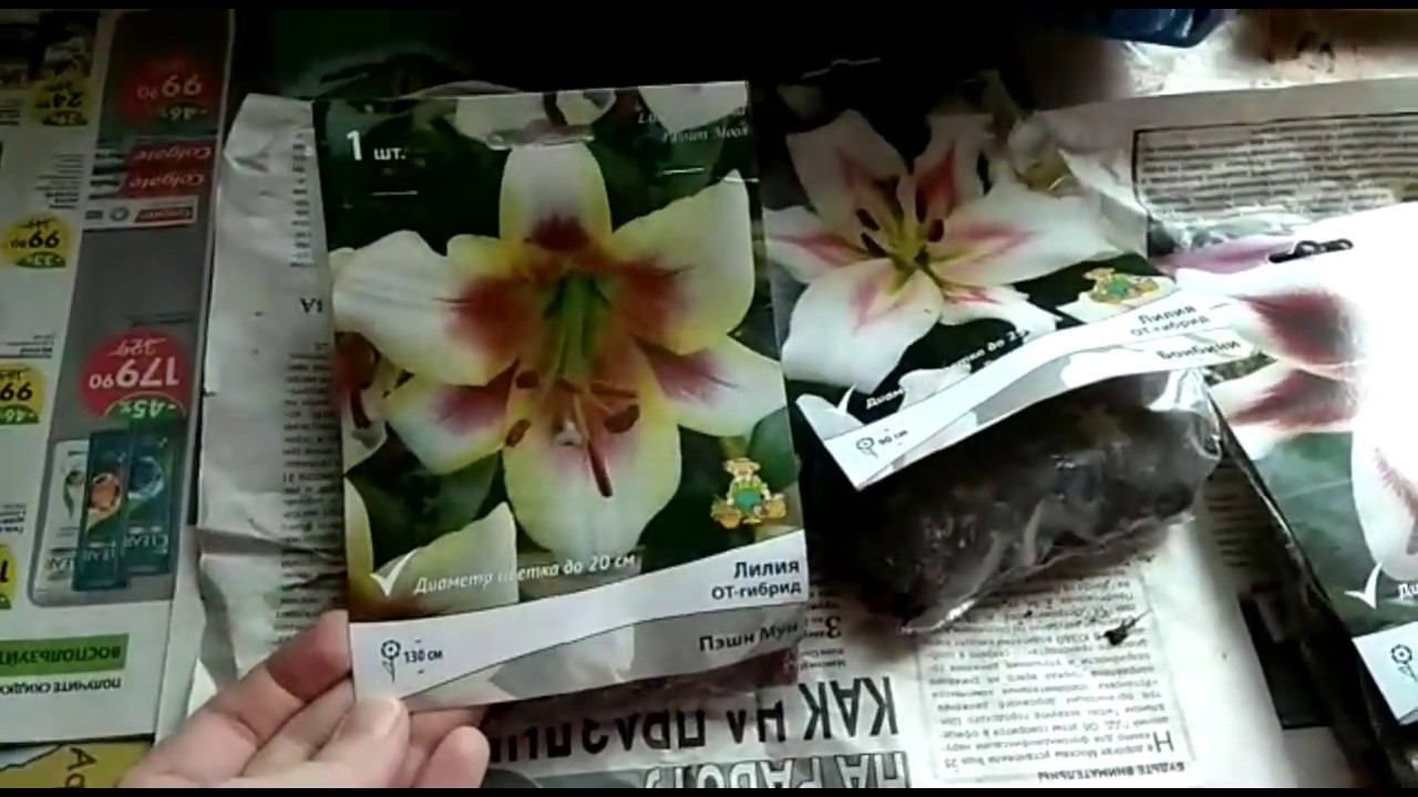 Сажаем лилию. Как сохранить проснувшуюся лилию до высадки в грунт