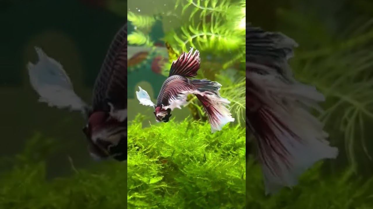 Если вашему петушку в аквариуме нравится и условия содержания соблюдать, то выглядит он потрясающе