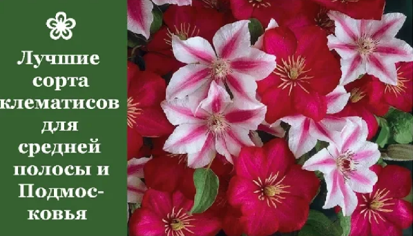 ❀ Лучшие сорта клематисов для средней полосы и Подмосковья