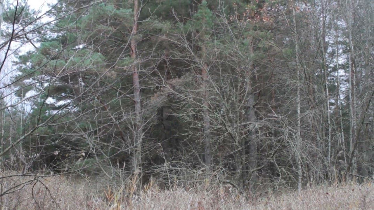 Осенний лес