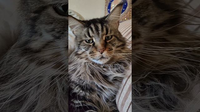 Был бы у меня такой кот....😊