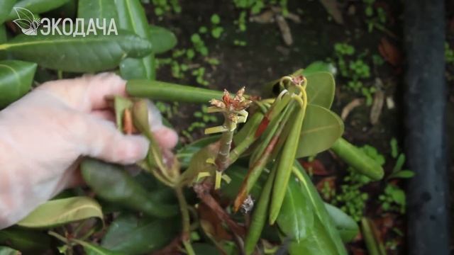 Рододендрон обрезка и уход