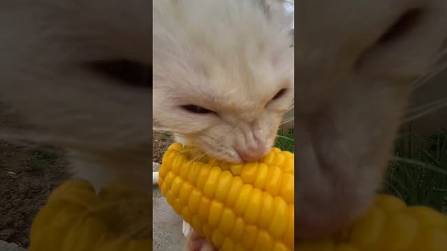 27-03-2024 кот и кукуруза 🌽