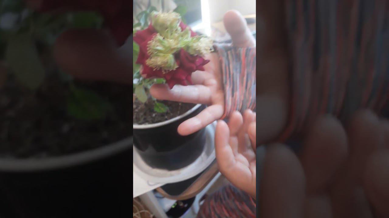 Роза Кордана. Что не так?