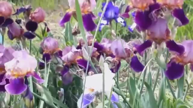 ОБЗОР ЦВЕТОВ НА 8 ИЮНЯ 2021г.