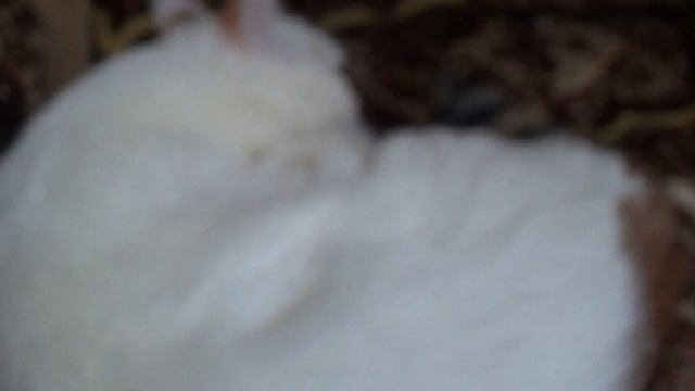 Наша Кошка Сима.