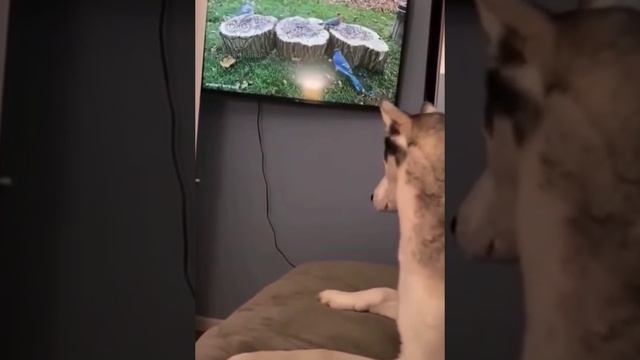 - Что это было?! ?